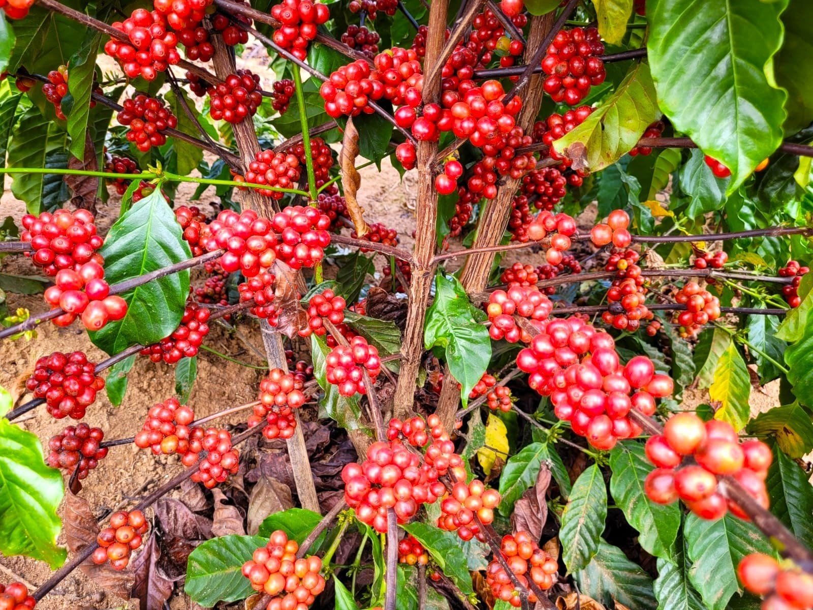 EPAMIG se prepara para iniciar comercialização de mudas de café Conilon ...